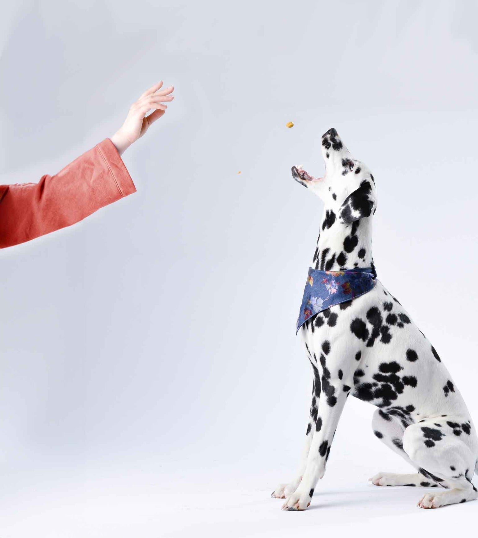PALOPA nachhaltiges Hundezubehör, stylisch, zeitlos & fair! – Hund von Eden