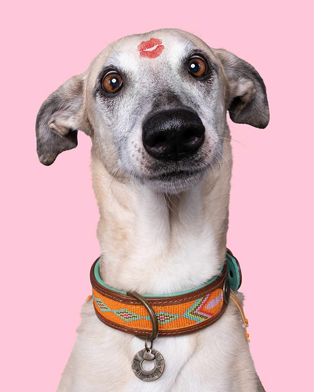 Online Shop | Hundehalsbänder & Leinen, Hundespielzeug & Kauartikel uv ...